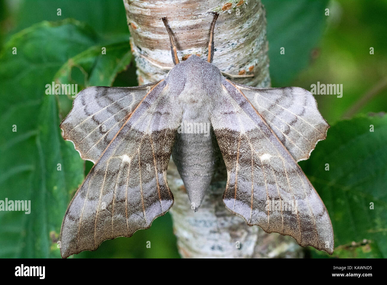 Close-Up Detail of a Poplar Hawk-Moth (Laothoe populi) Resting on the ...