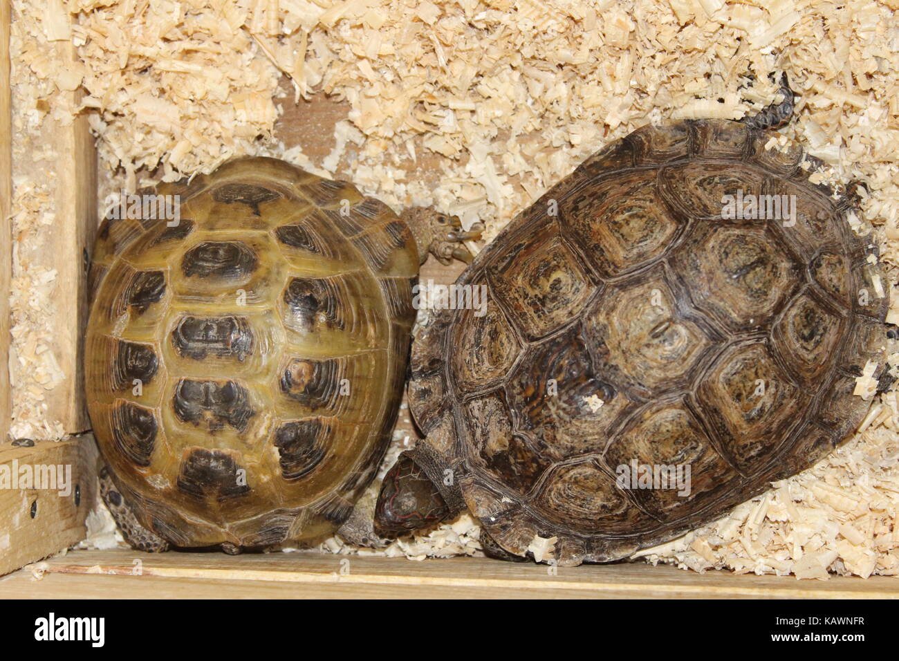 Arrau river turtle hi-res stock photography and images - Alamy