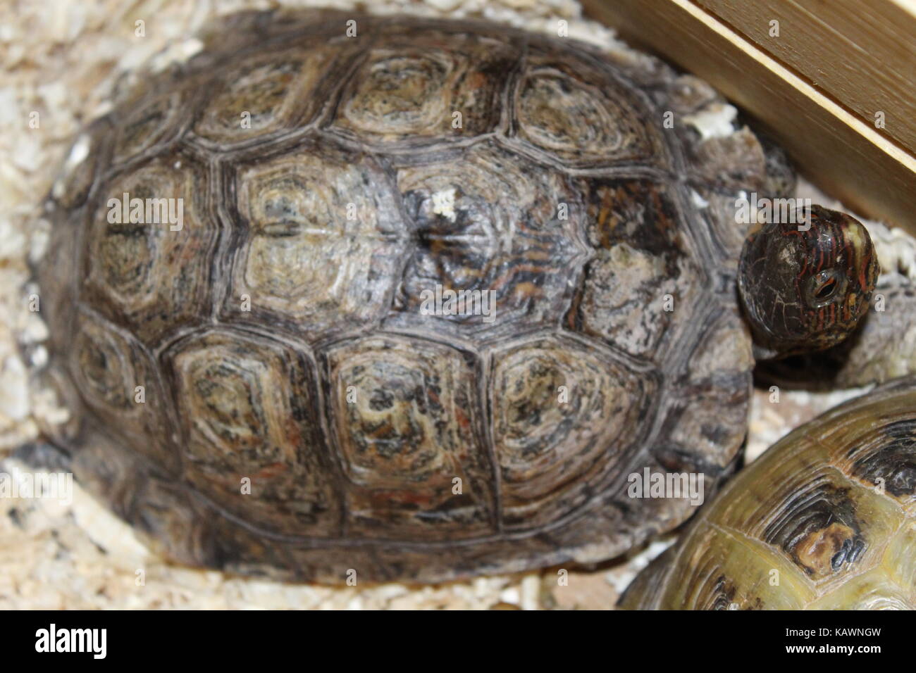 Arrau river turtle hi-res stock photography and images - Alamy