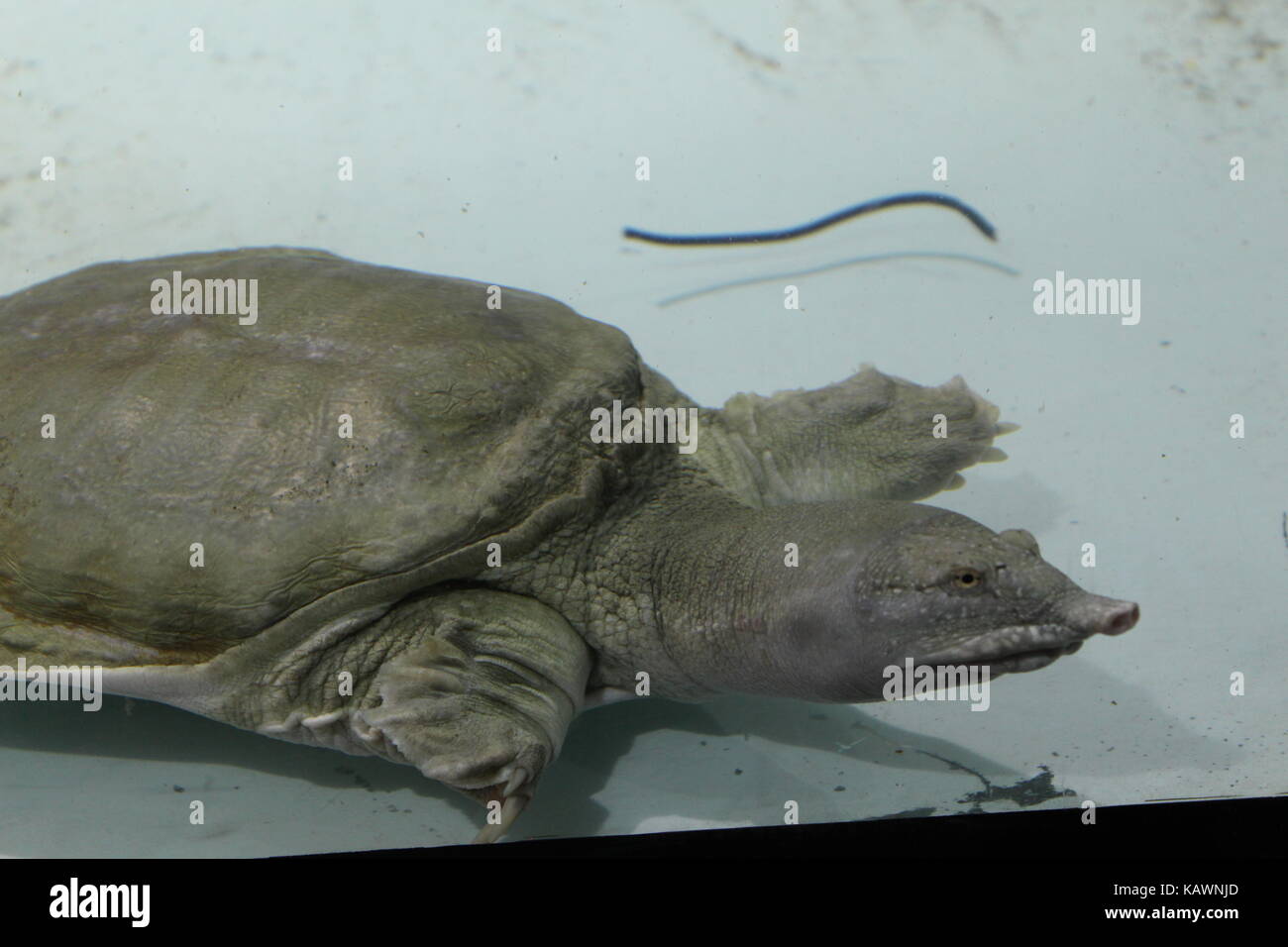 Chinese trionyx turtle pelodiscus sinensis hi-res stock photography and ...