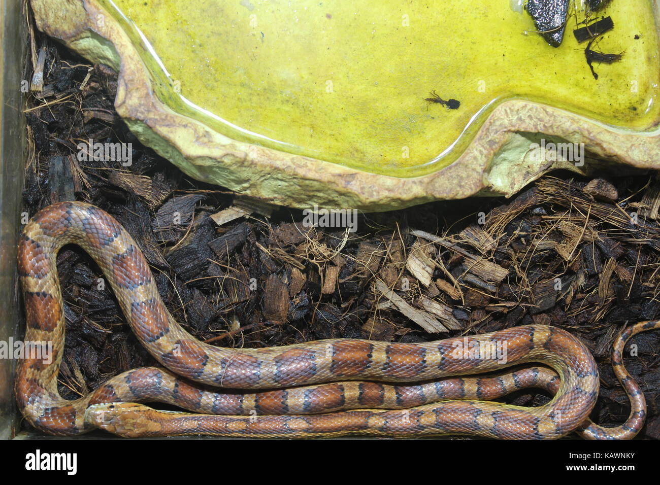 Coral snake eating hi-res stock photography and images - Alamy