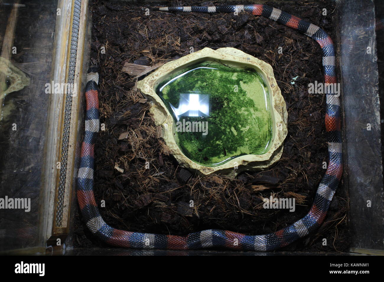 Coral snake eating hi-res stock photography and images - Alamy
