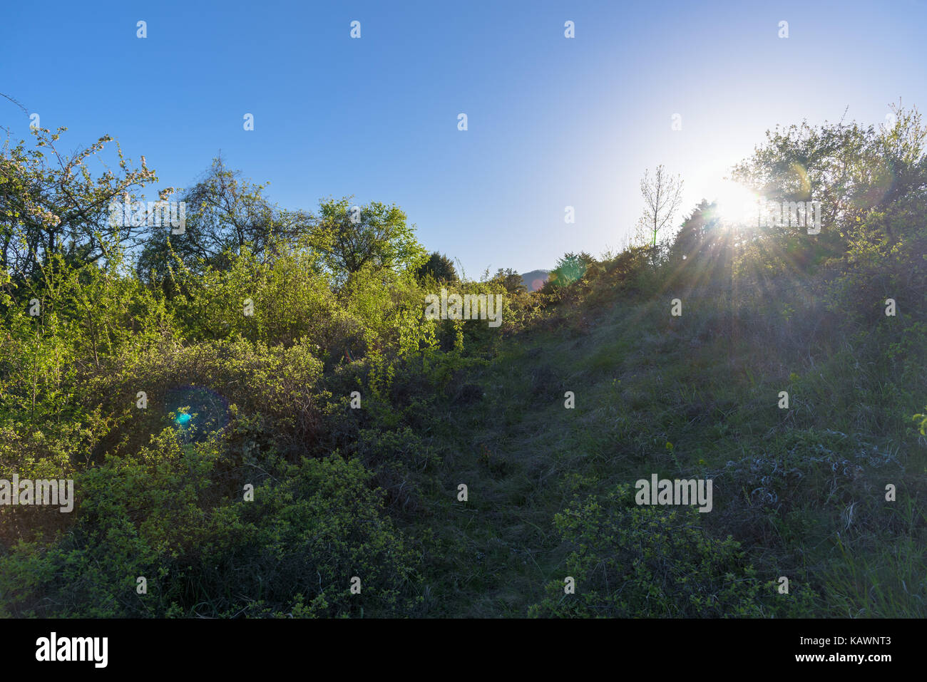 Sunset in green forest Stock Photo - Alamy
