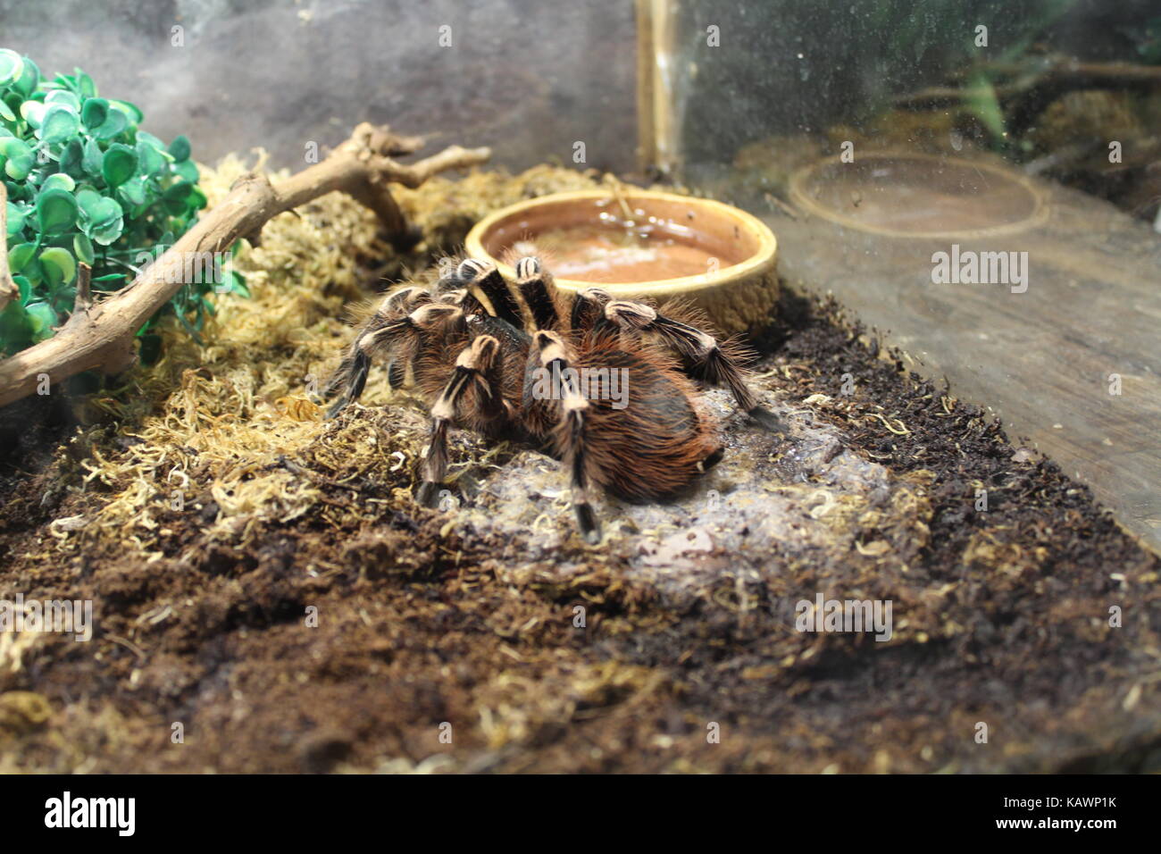 Tarantula eating lizard hi-res stock photography and images - Alamy