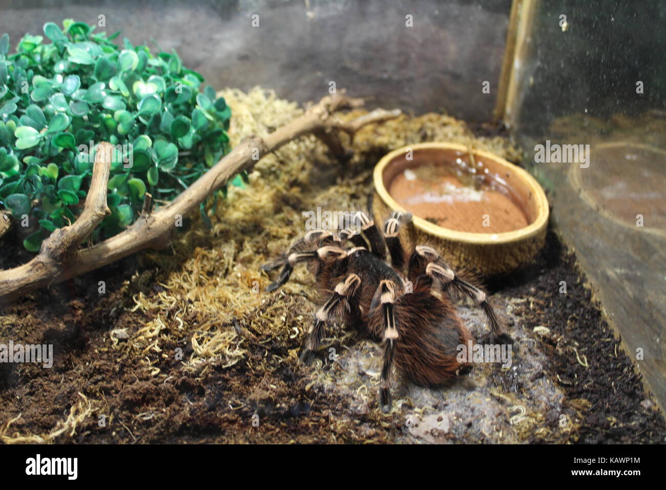 Tarantula eating lizard hi-res stock photography and images - Alamy