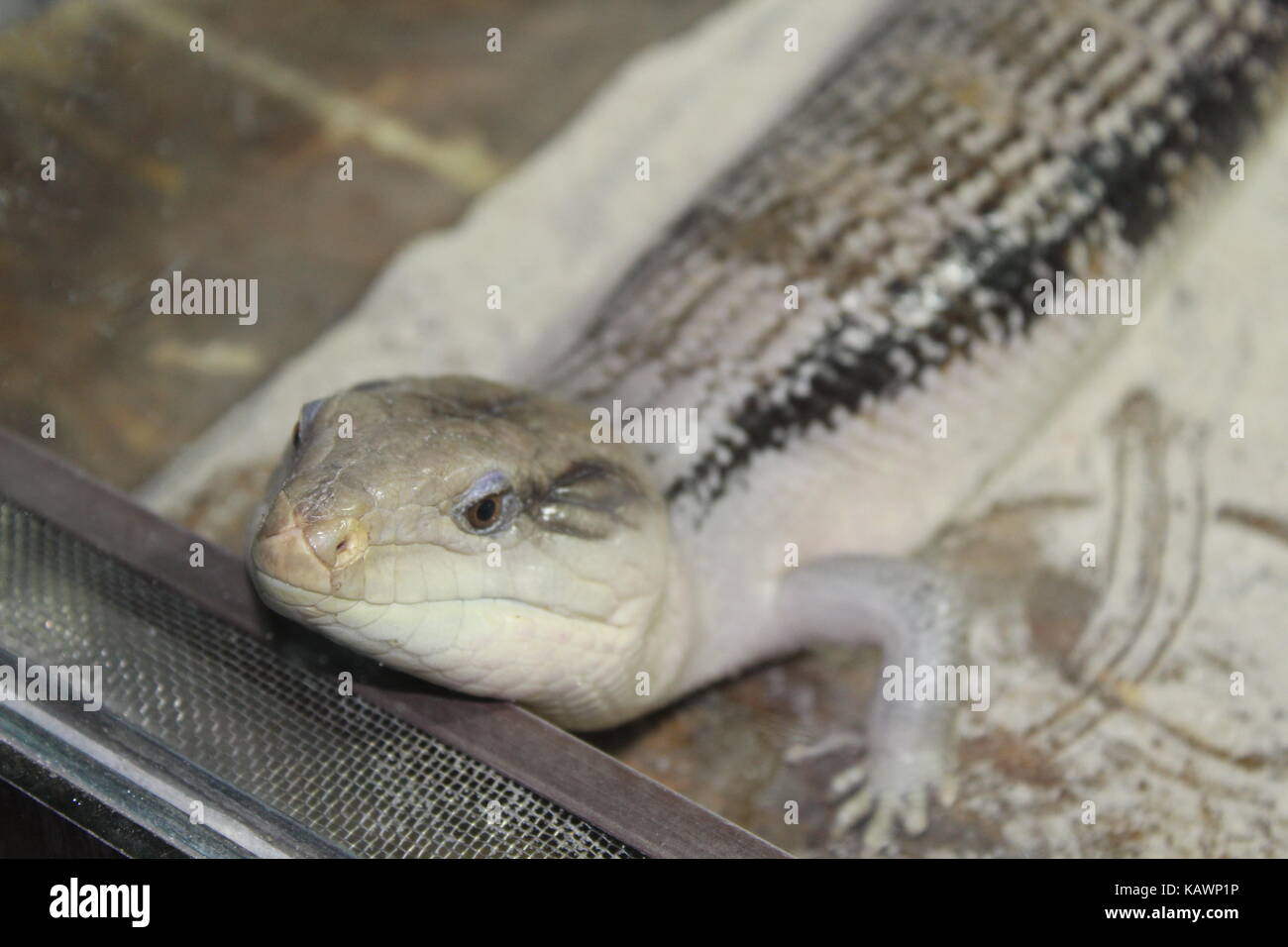 Tarantula eating lizard hi-res stock photography and images - Alamy