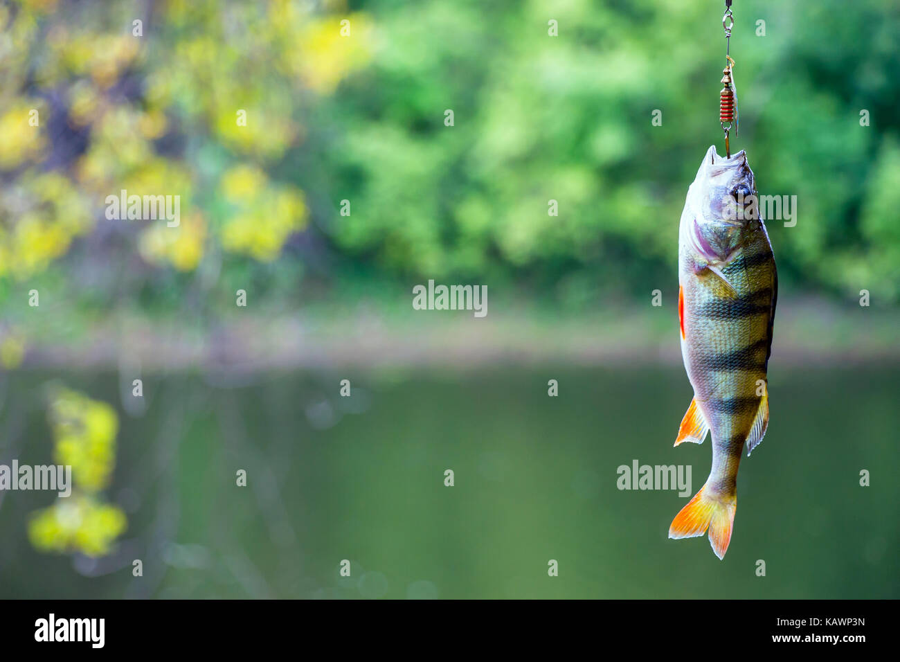 River perch on the hook Stock Photo - Alamy