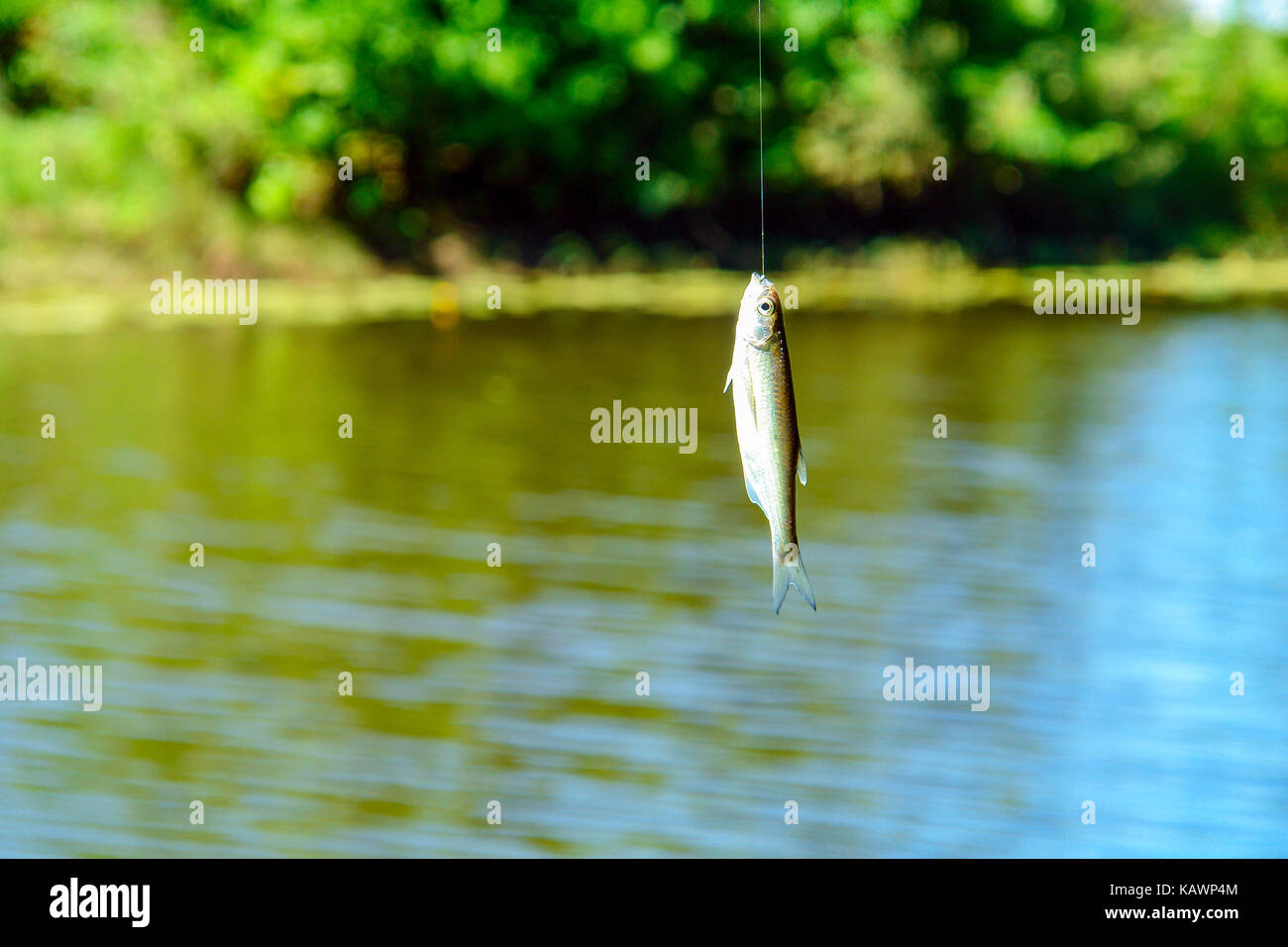 Small white fish on a hook Stock Photo - Alamy