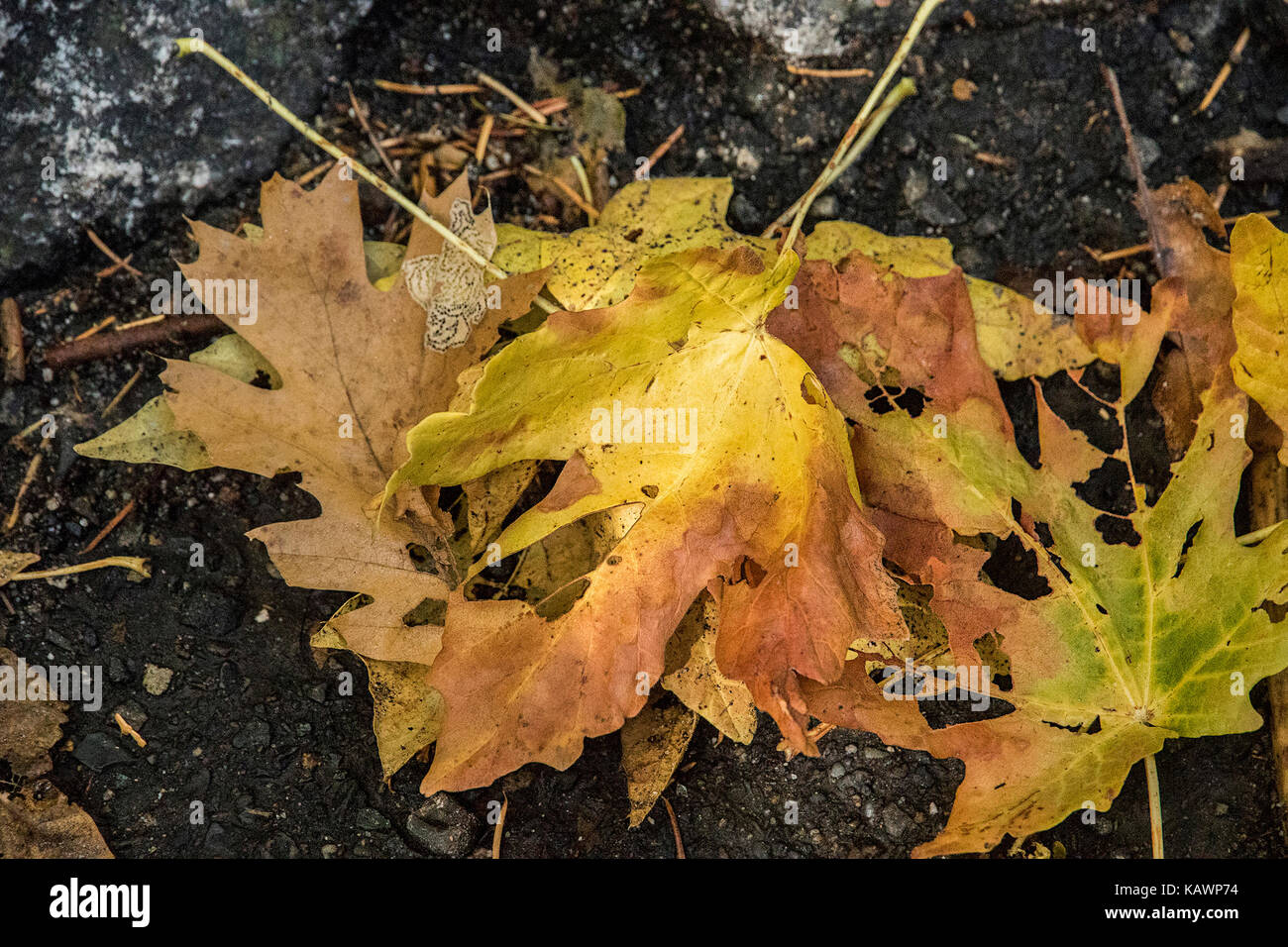 Yellow Maple leaves on the ground at Yosemite Valley in the fall Stock ...
