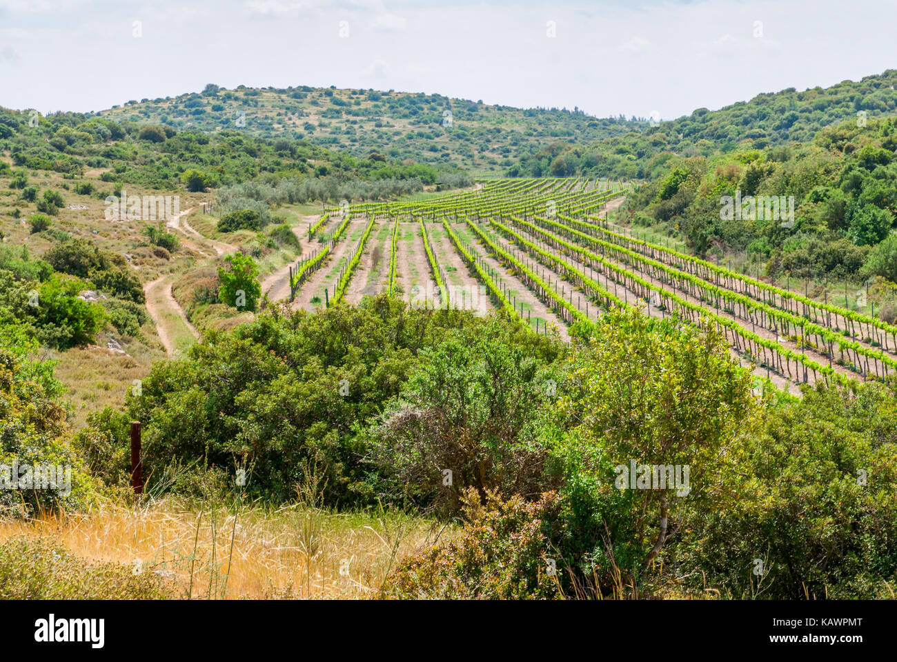 View on biblical landscape, Judean Hills near Beit Shemesh. Israel ...