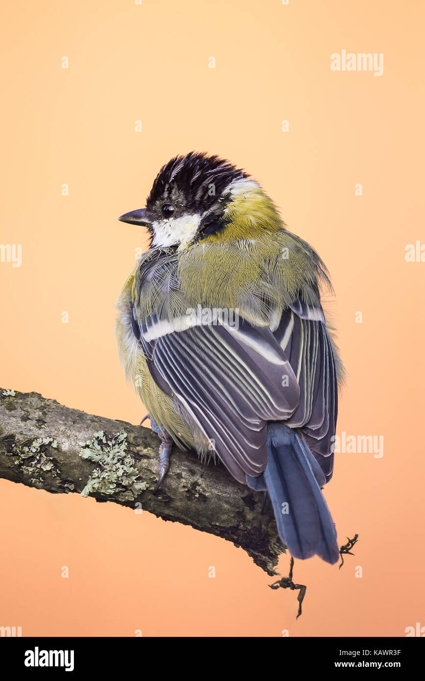 Vertical photo of young great tit bird. Songbird is perched and tuned ...