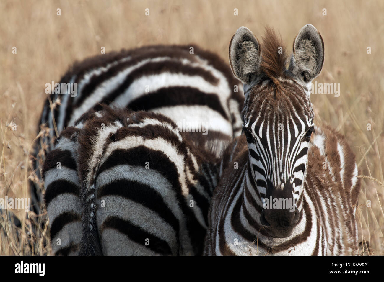 Greater mara ecosystem hi-res stock photography and images - Alamy