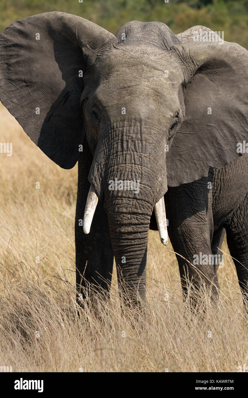African elephant front view hi-res stock photography and images - Alamy