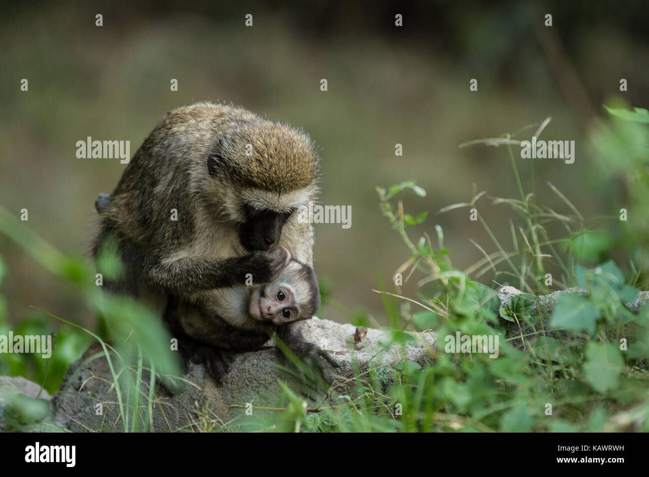 Vervet Monkey (Chlorocebus pygerythrus) mother holding infant in arms ...
