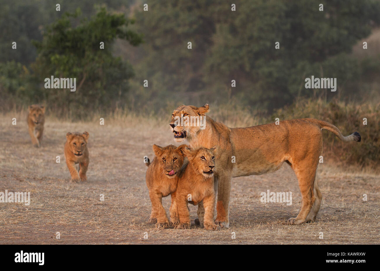 Four Lion cubs returning to their Lioness mother after being called to ...
