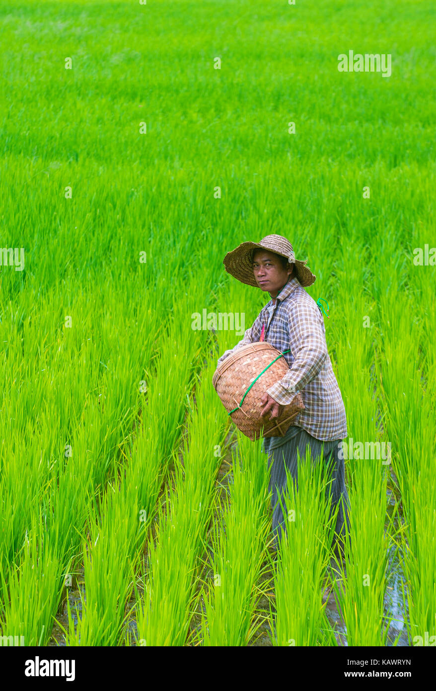 Burmese farmer working at a rice field in Shan state Myanmar Stock ...