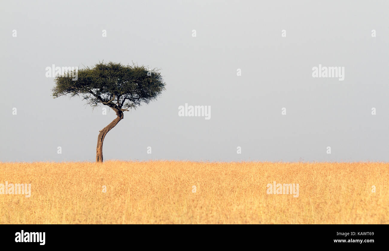 Greater mara ecosystem hi-res stock photography and images - Alamy