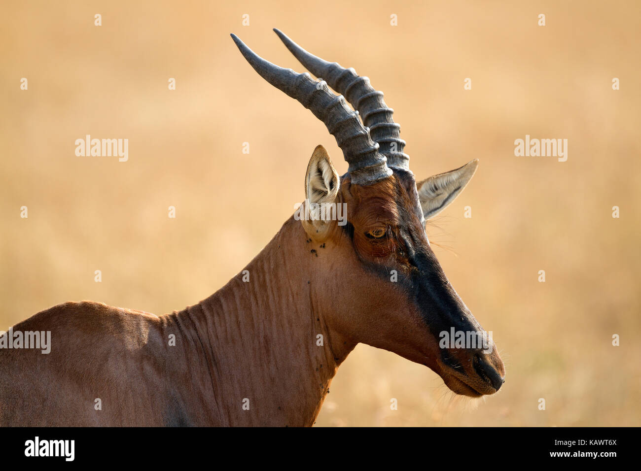 Topi grazing in the Masai Mara, Kenya Stock Photo - Alamy