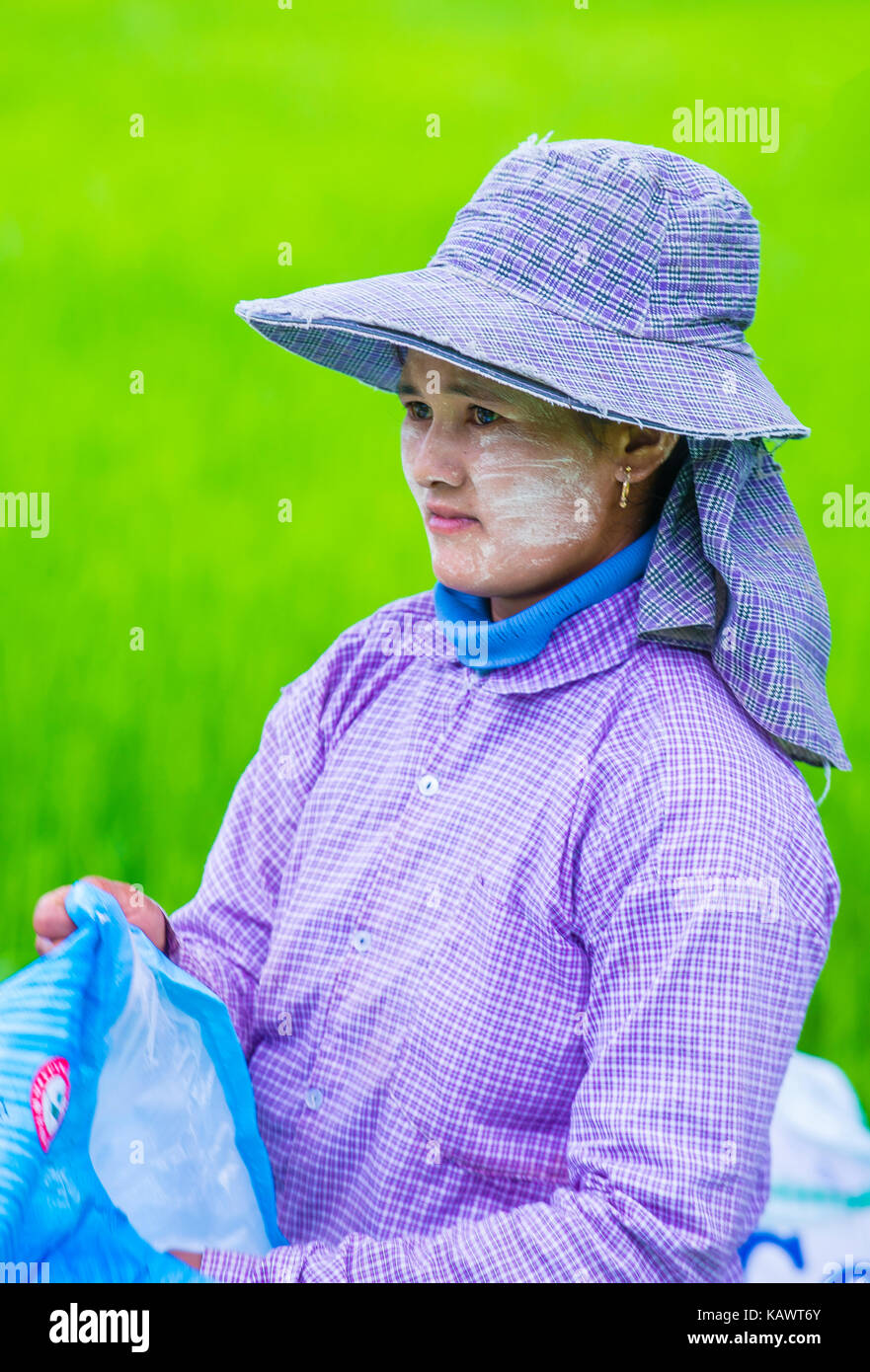 Burmese rice farming hi-res stock photography and images - Alamy