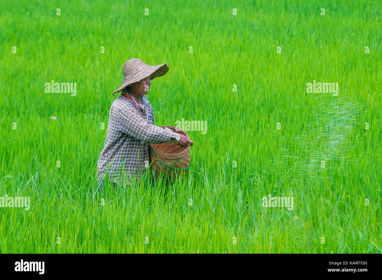 Burmese farmer working at a rice field in Shan state Myanmar Stock ...