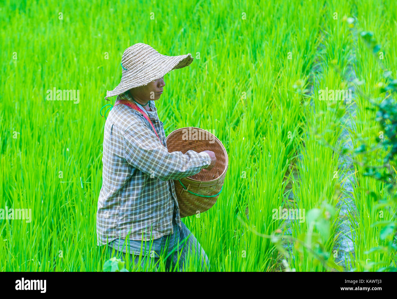 Burmese farmer working at a rice field in Shan state Myanmar Stock ...