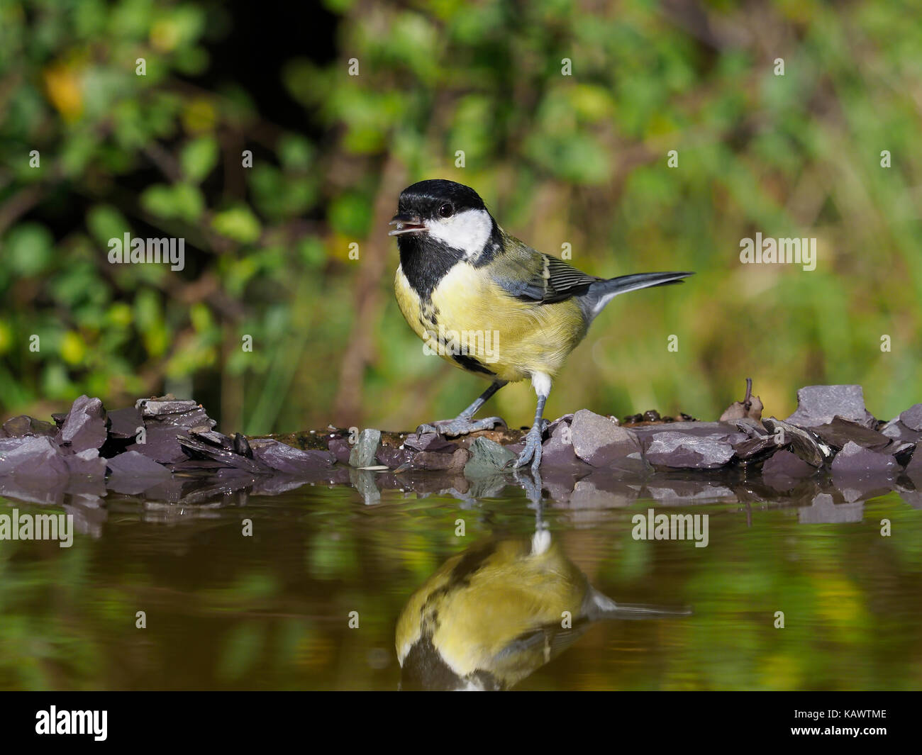 Great tit, Parus major, single bird by water, Warwickshire, September ...