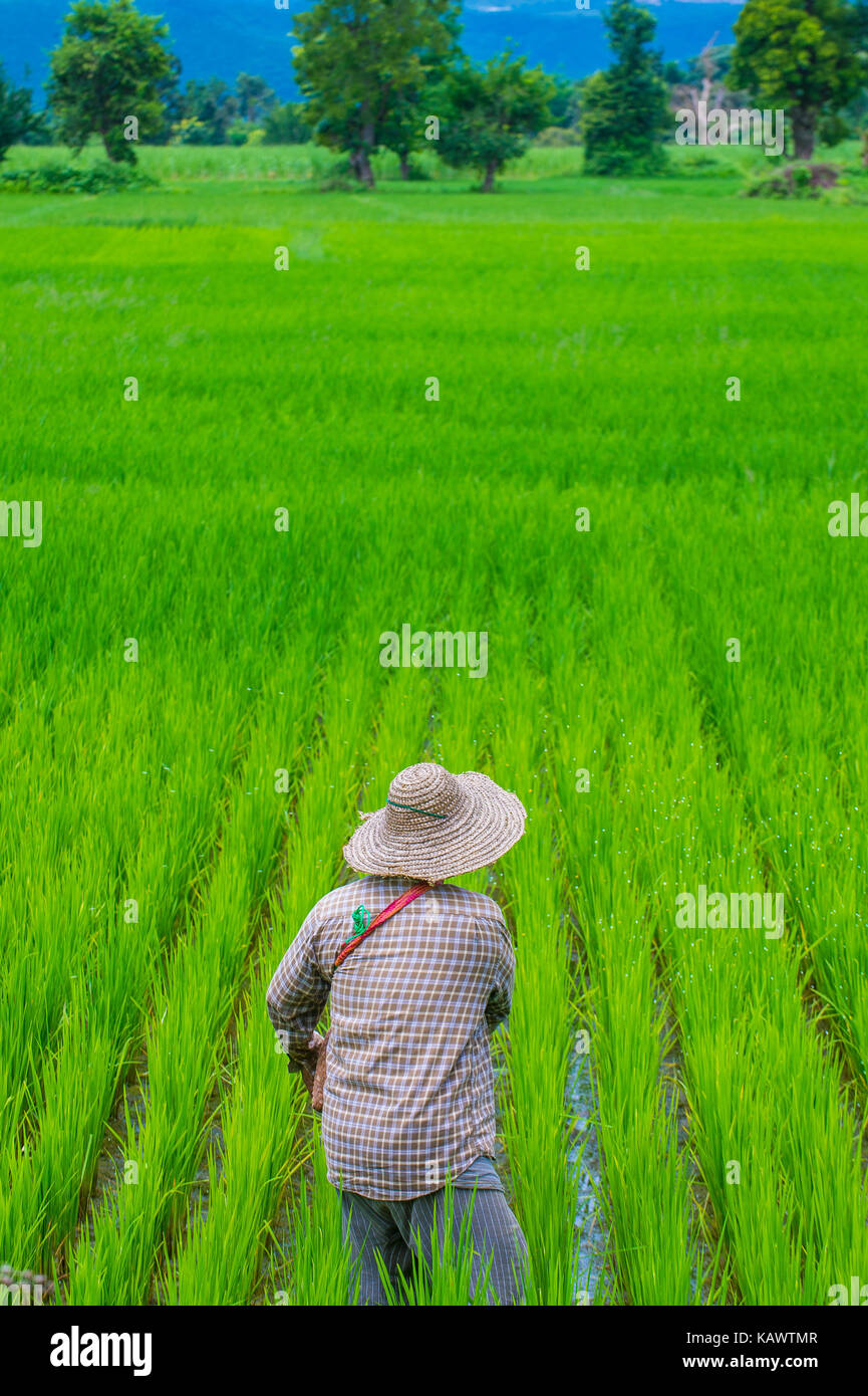 Burmese farmer working at a rice field in Shan state Myanmar Stock ...