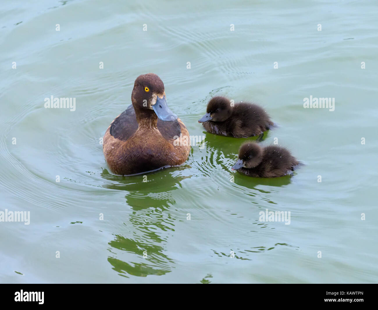 Tufted duck, Aythya fuligula, female with two young, Midlands, July ...
