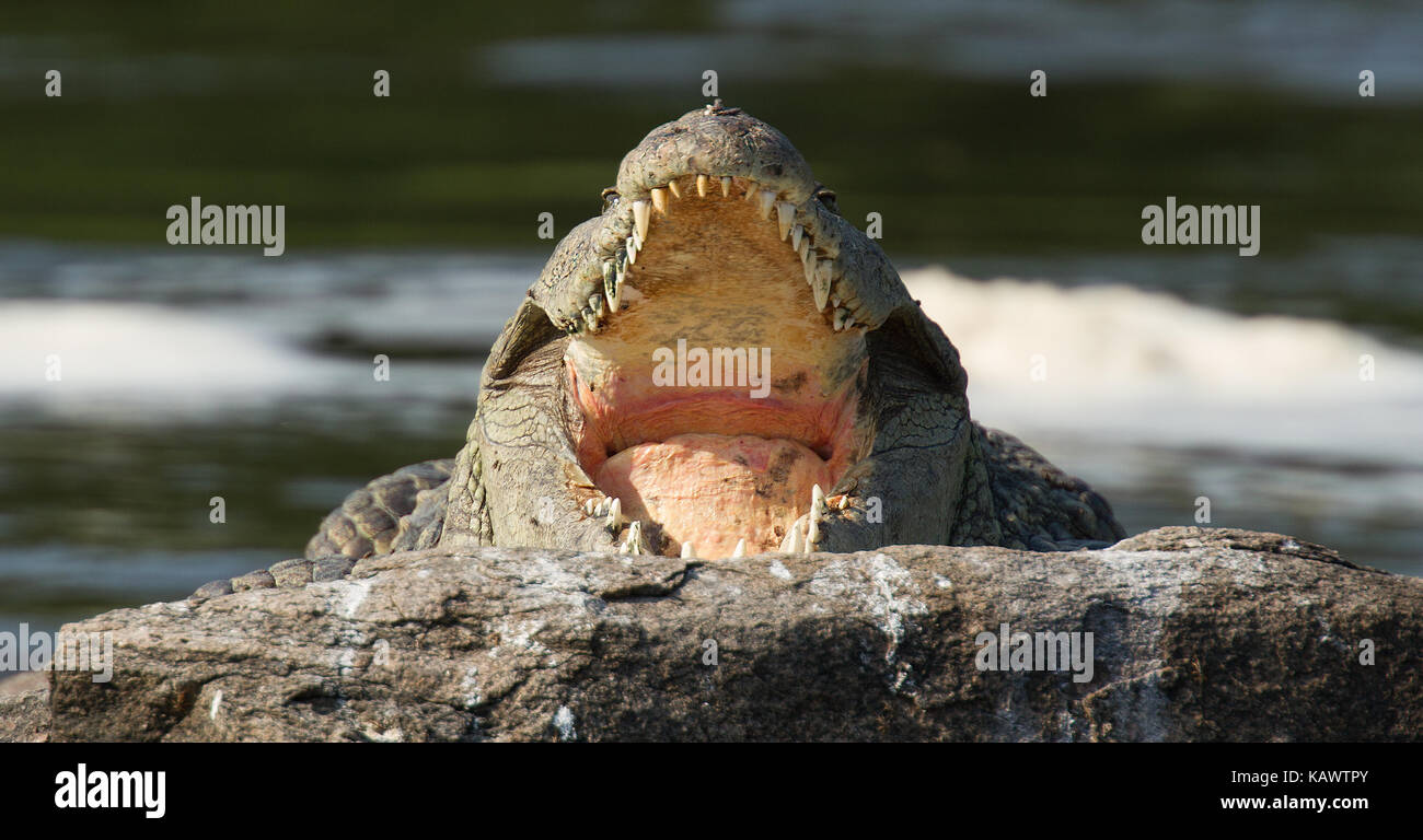 Very aggressive crocodile hi-res stock photography and images - Alamy
