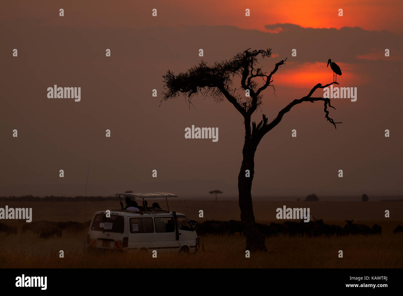 African safari sunset hi-res stock photography and images - Alamy