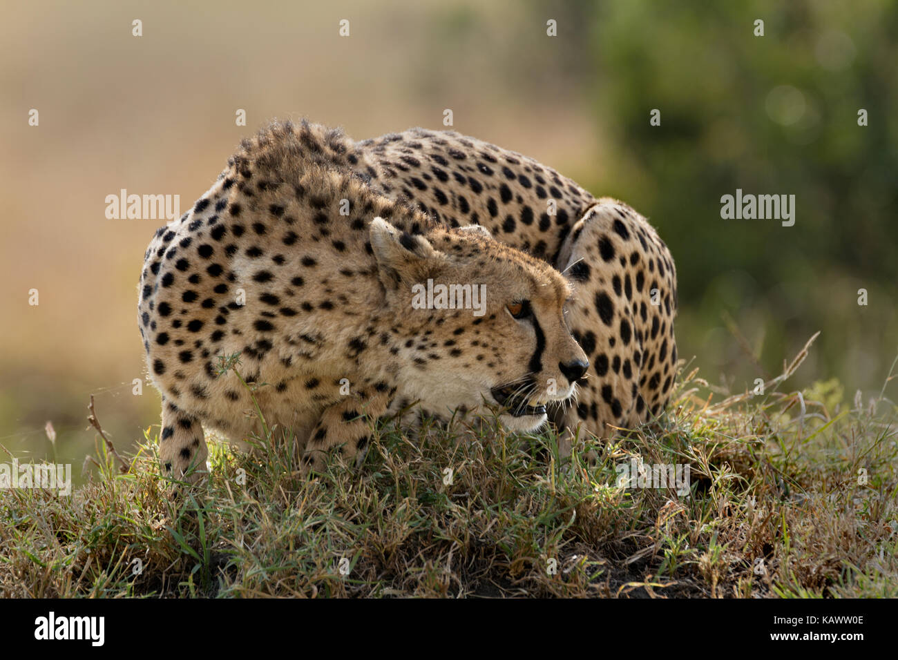 Cheetah chasing prey hi-res stock photography and images - Alamy