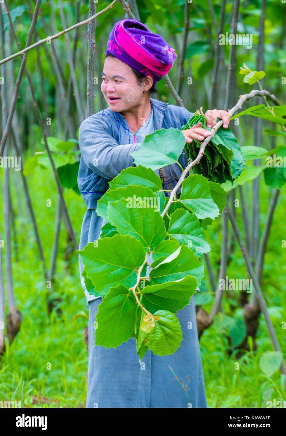 Burmese farmer working on a field in Shan state Myanma Stock Photo - Alamy