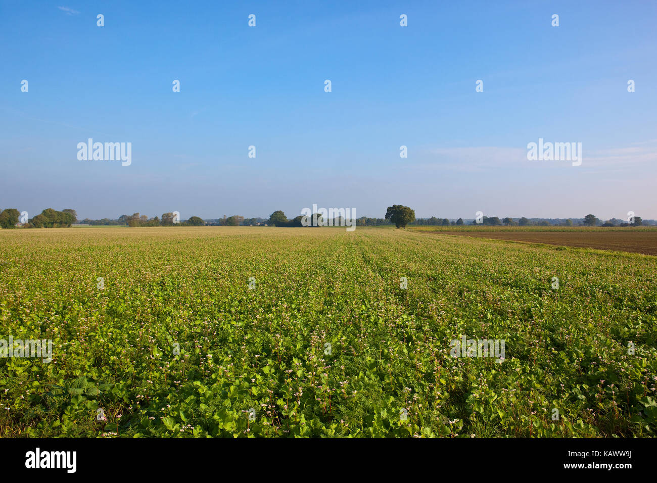 a flowering green manure crop with woodland and trees under a blue sky ...