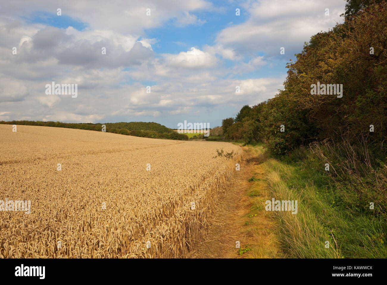 Mature hedgerows hi-res stock photography and images - Alamy