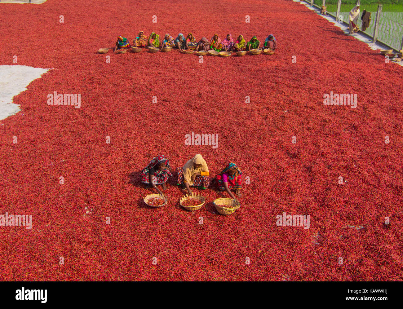 Red chilies workers Stock Photo - Alamy
