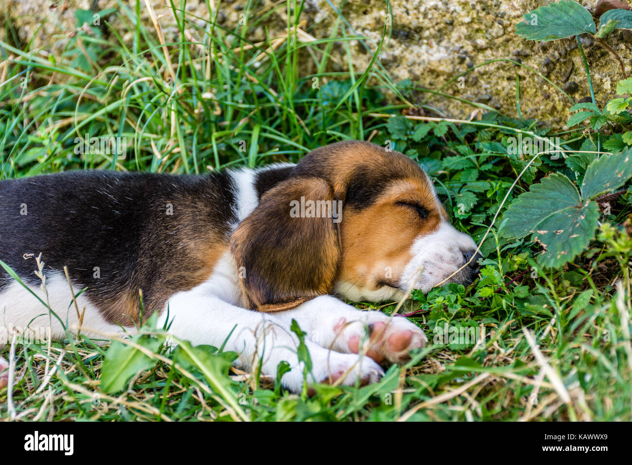 A Beagle puppy is sleeping on the grass Stock Photo - Alamy
