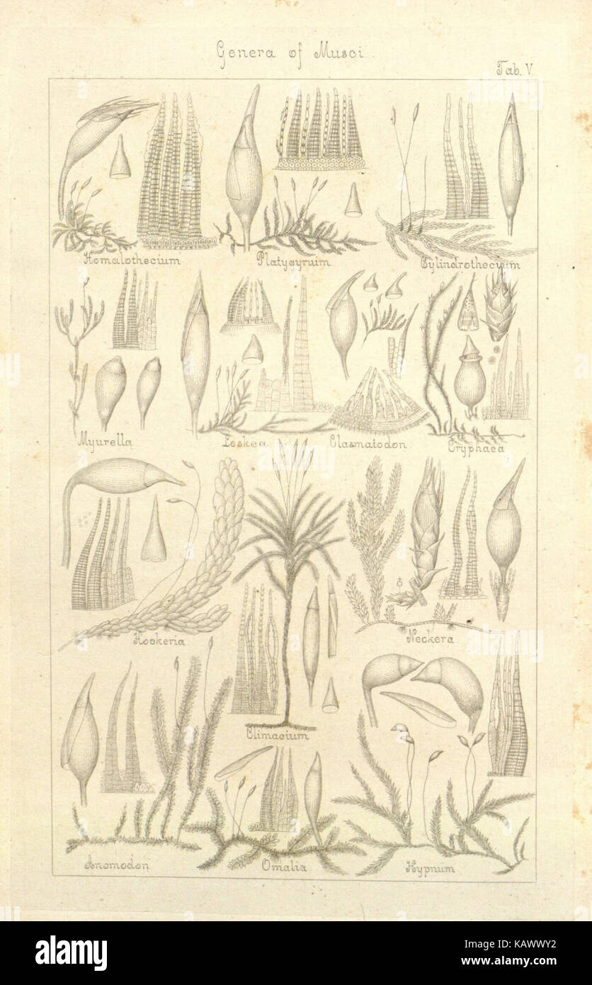 The musci and hepaticae of the United States east of the Mississippi ...