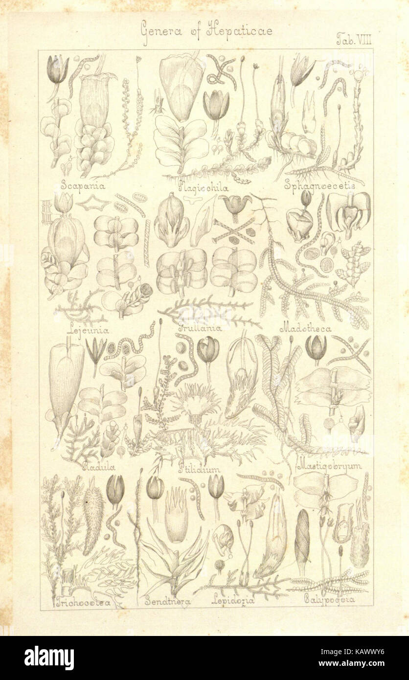 The musci and hepaticae of the United States east of the Mississippi ...