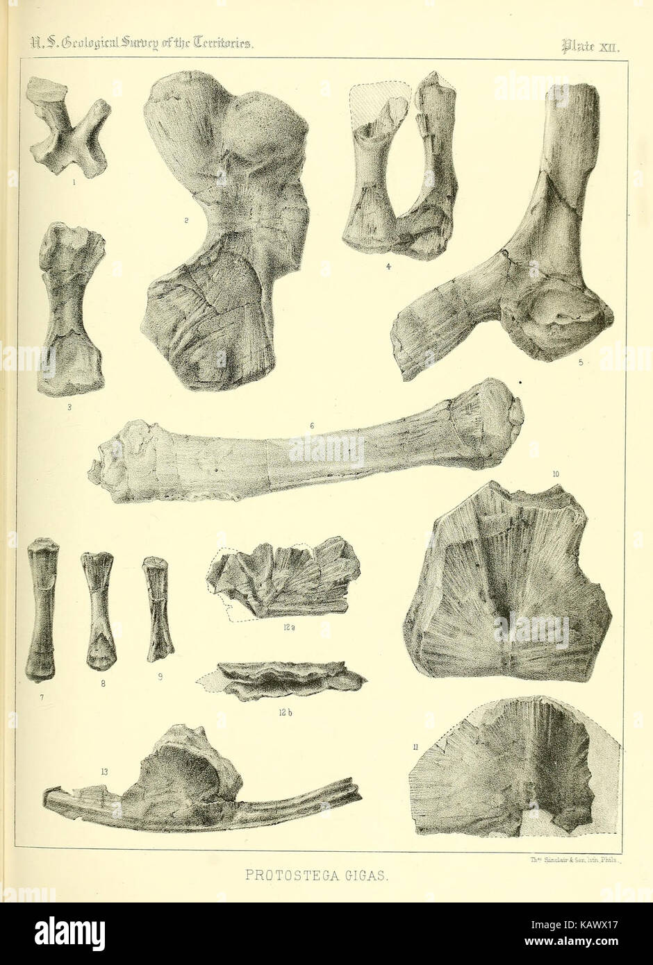 The Vertebrata of the Cretaceous formations of the West BHL40586773 ...