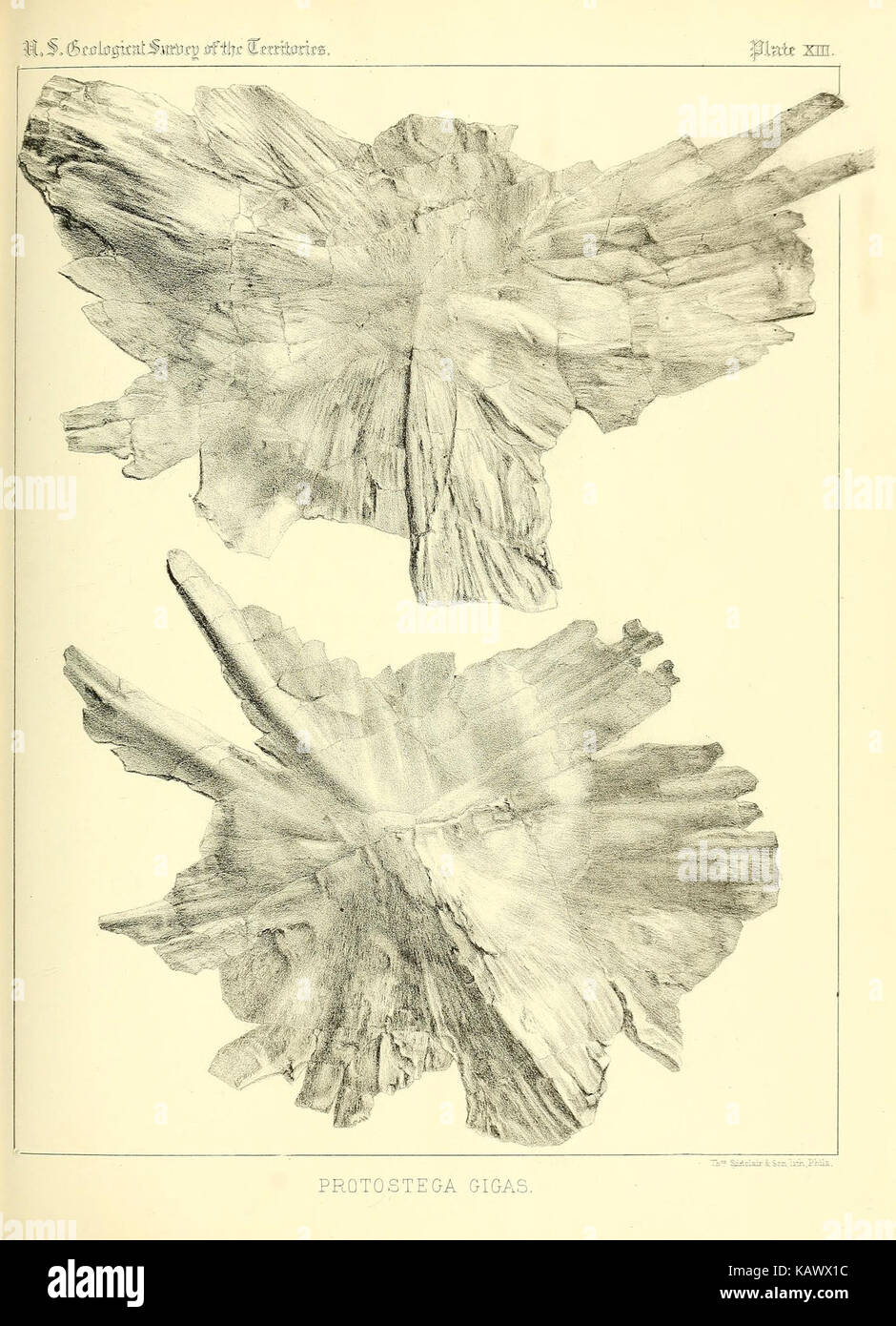 The Vertebrata of the Cretaceous formations of the West BHL40586777 ...