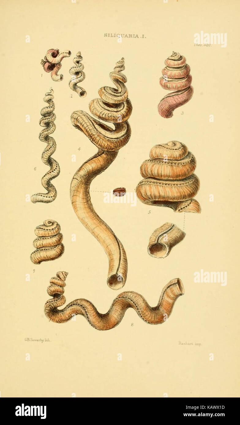 Detailed collection of various shell types hi-res stock photography and ...
