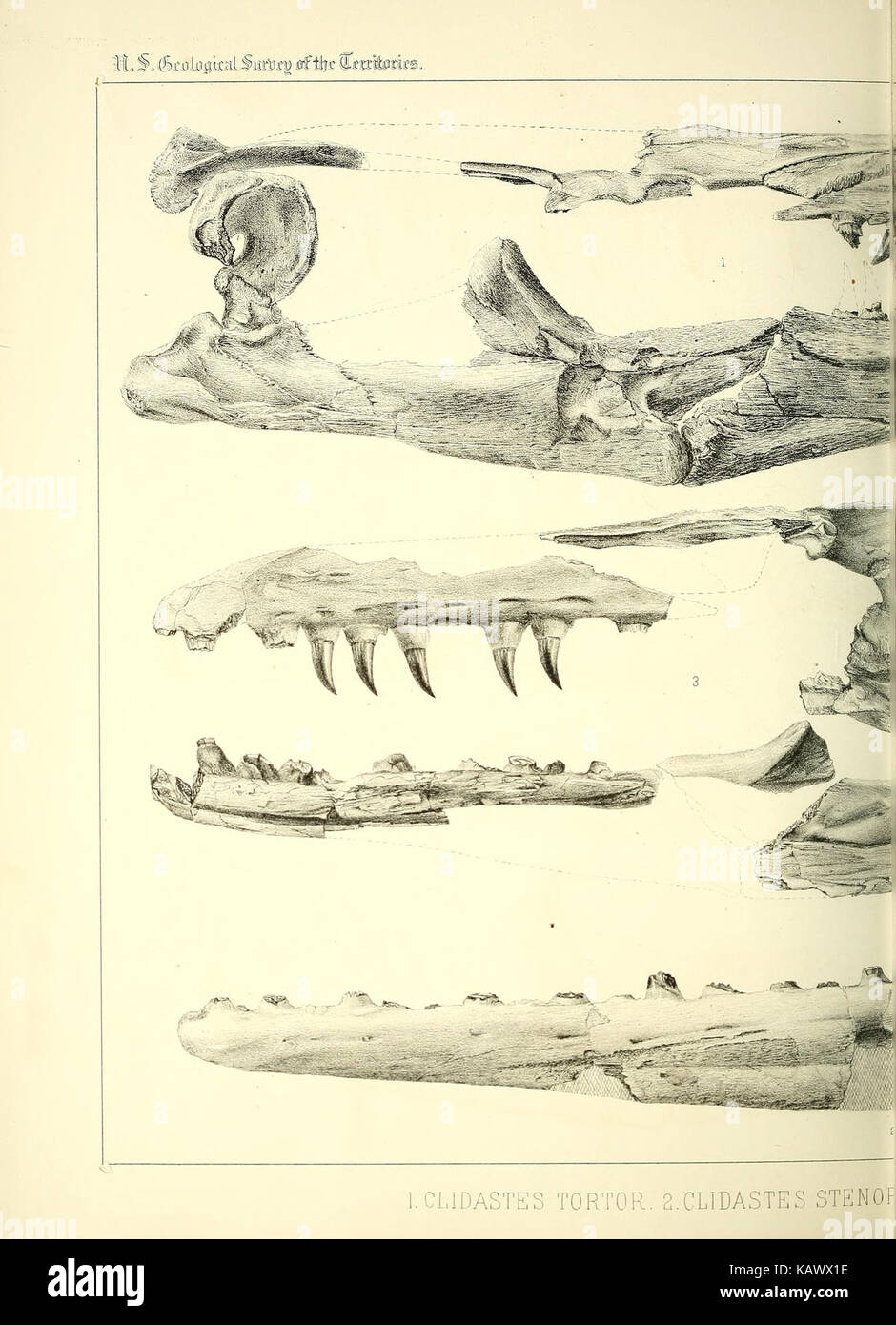 The Vertebrata of the Cretaceous formations of the West BHL40586782 ...