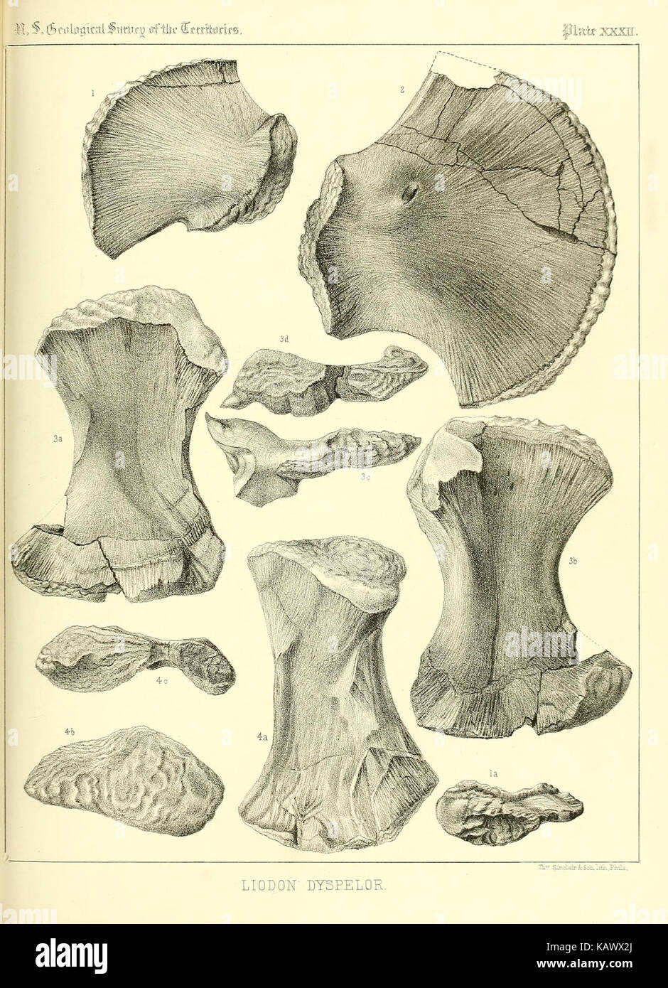 The Vertebrata of the Cretaceous formations of the West BHL40586881 ...