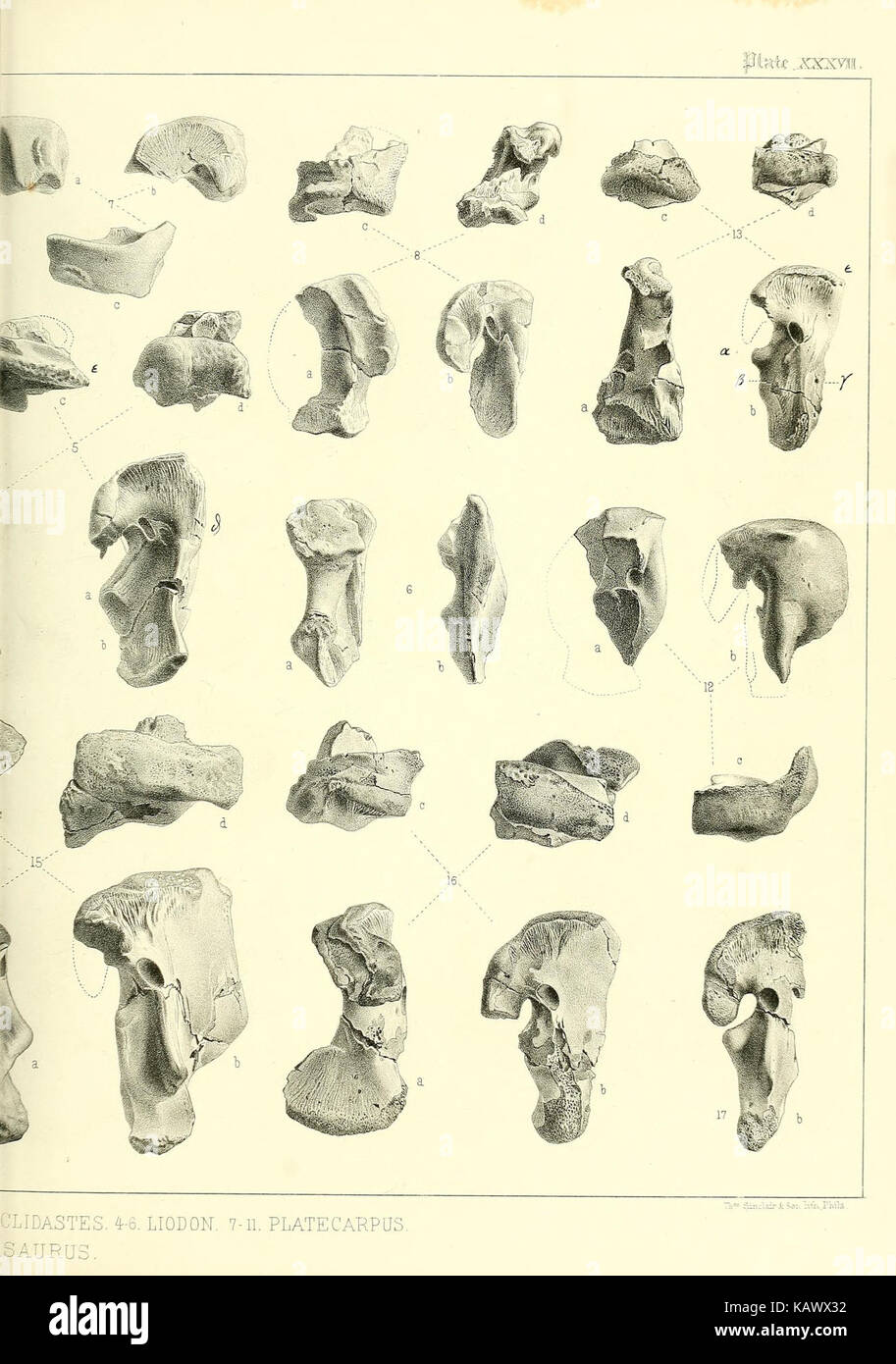 The Vertebrata of the Cretaceous formations of the West BHL40586911 ...