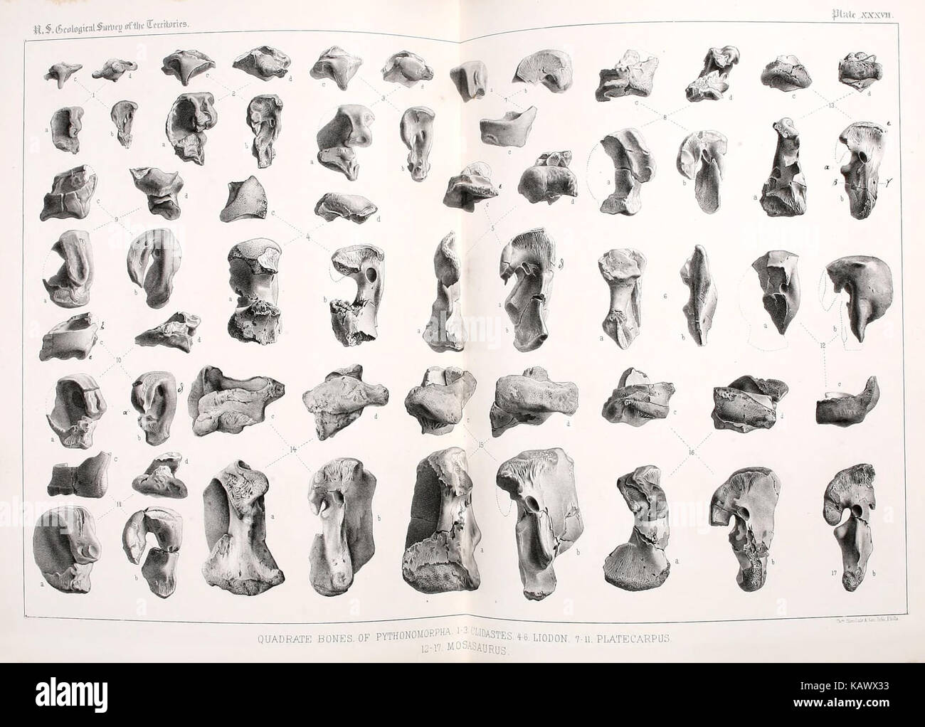 The Vertebrata of the Cretaceous formations of the West BHL40586913 ...
