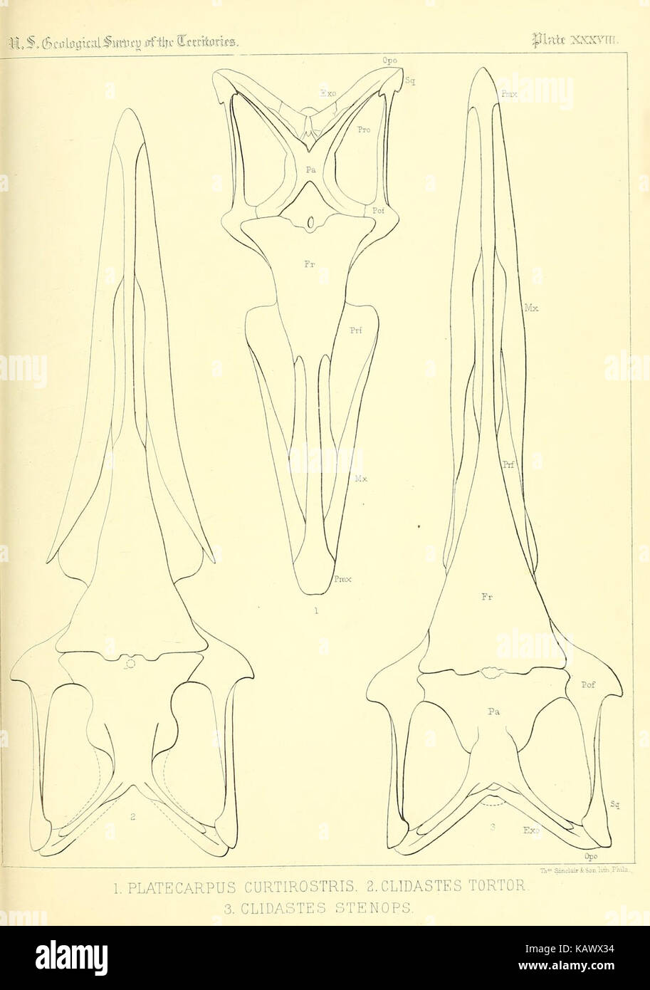 The Vertebrata of the Cretaceous formations of the West BHL40586917 ...