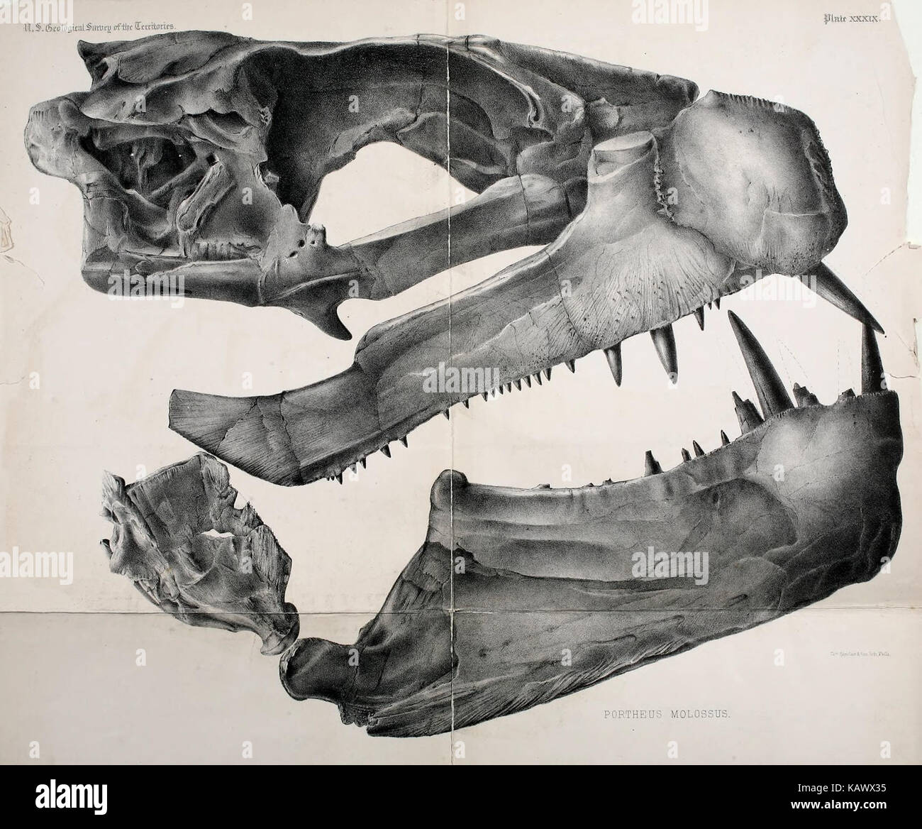 The Vertebrata of the Cretaceous formations of the West BHL40586923 ...