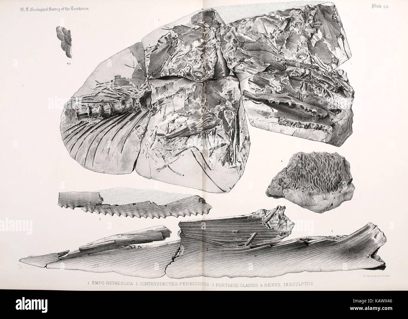 The Vertebrata of the Cretaceous formations of the West BHL40586983 ...