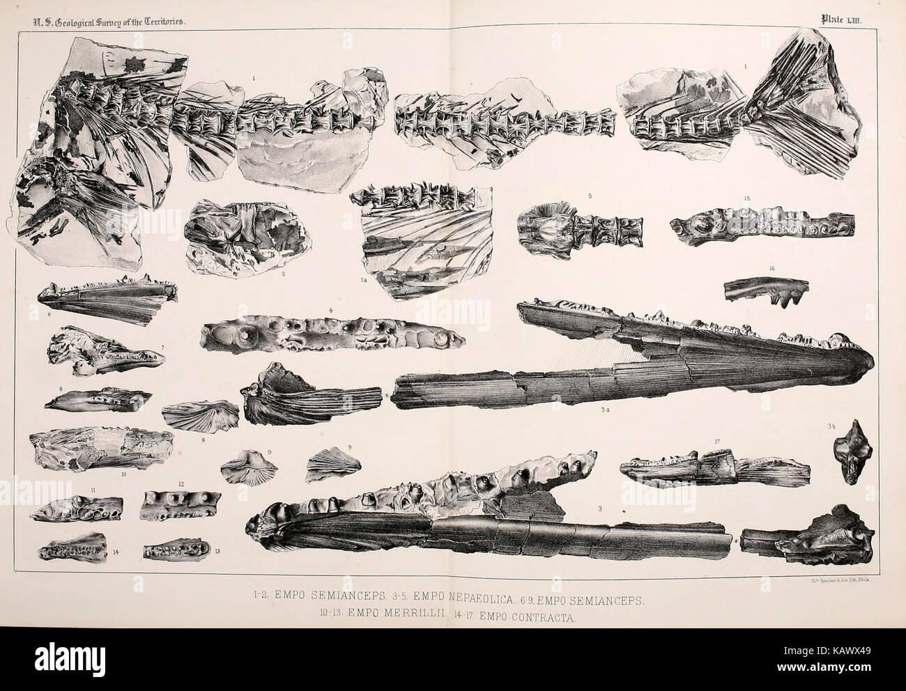 The Vertebrata of the Cretaceous formations of the West BHL40586991 ...