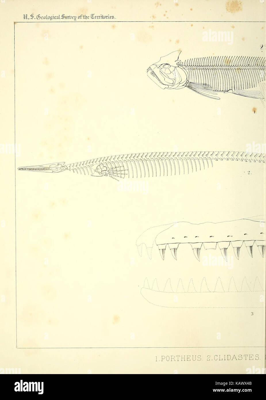 The Vertebrata of the Cretaceous formations of the West BHL40587000 ...